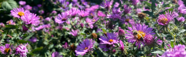 FONA - Friends of the National Arboretum