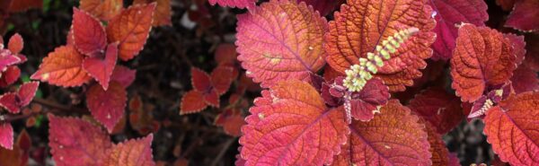 FONA - Friends of the National Arboretum