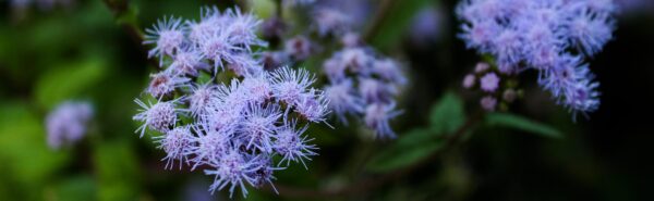 FONA - Friends of the National Arboretum
