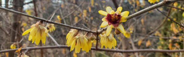 FONA - Friends of the National Arboretum