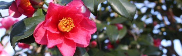 FONA - Friends of the National Arboretum