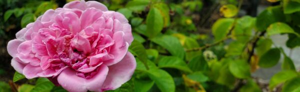 FONA - Friends of the National Arboretum