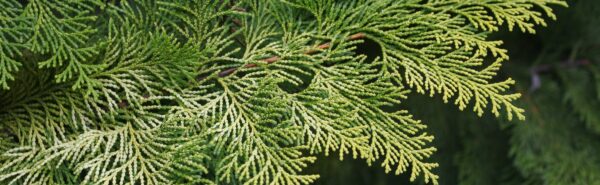 FONA - Friends of the National Arboretum